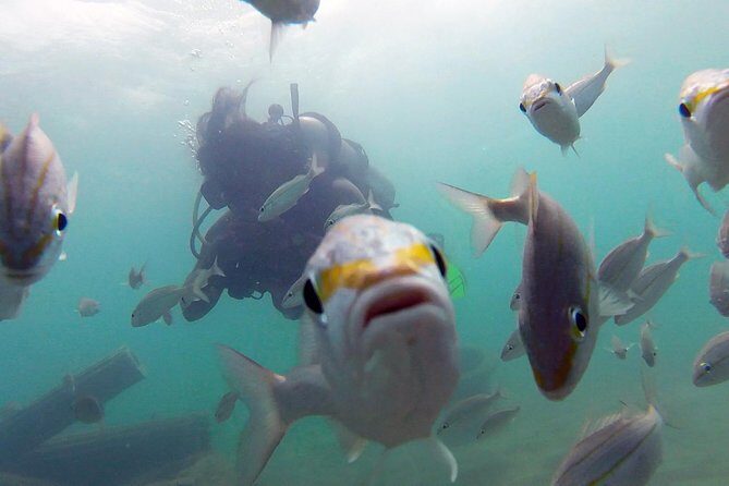 Beginner Scuba Diving with Turtles and Videos, San Juan - Practical Tips for Your Trip