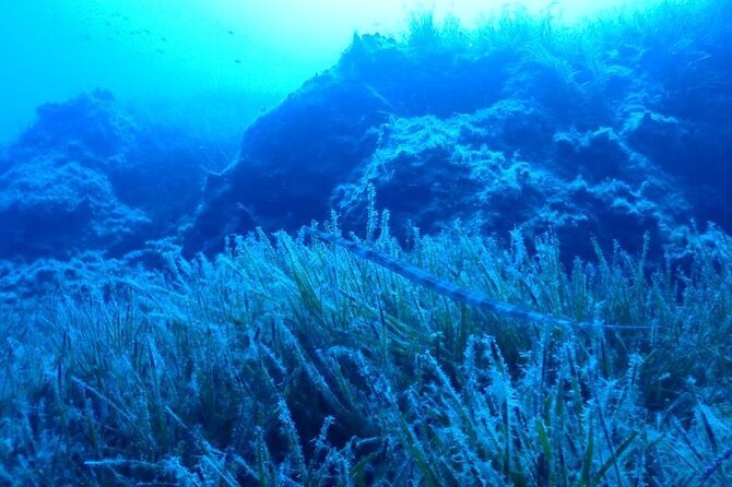 Beginners Discover Scuba Diving By Boat, Best Spot In Cyprus - Participant Requirements and Additional Info