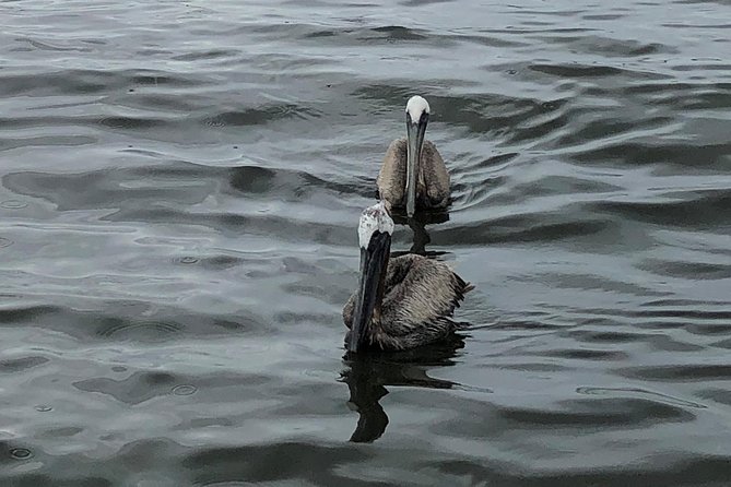 Behind the Scenes of Shem Creek Shrimp Walking Tour - Accessibility and Recommendations for Travelers