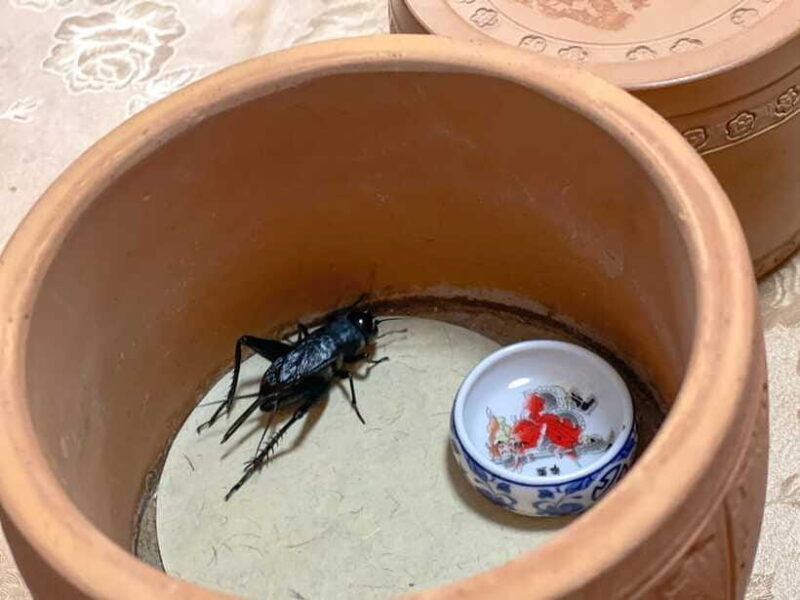 Beijing: Best Hutongs Cultural Tour for the Cricket Fights - Authenticity and Tips