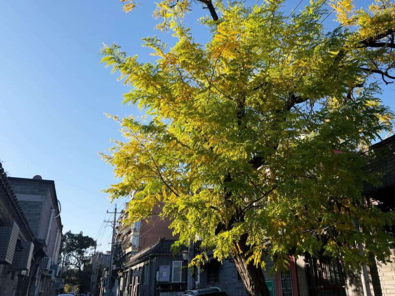 Beijing: Feng Shui Hutongs Tour - What to Expect and Practicalities