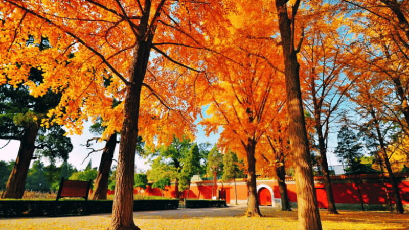Beijing: JingShan park (palace museum garden) entry ticket - The Main Attraction: The Hill and Panoramic Views