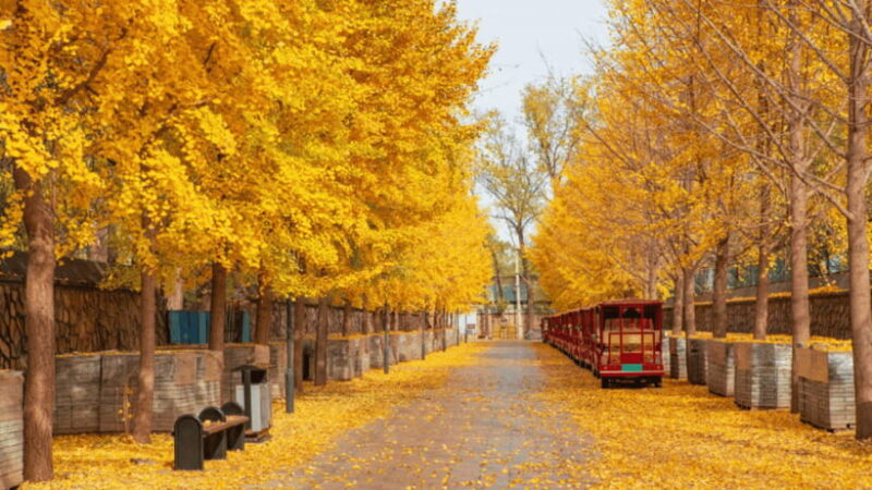 Beijing: Old Summer Palace Ruins Park Admission Ticket - FAQ: Your Questions About the Old Summer Palace Ruins Park