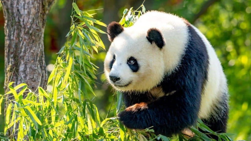Beijing: Panda House Entry Ticket (Zoo) - The Practical Side: What This Ticket Means for Your Visit