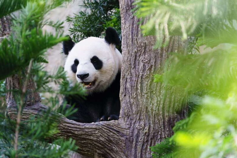 Beijing: Panda House Entry Ticket (Zoo) - Authentic Perspectives from Visitors