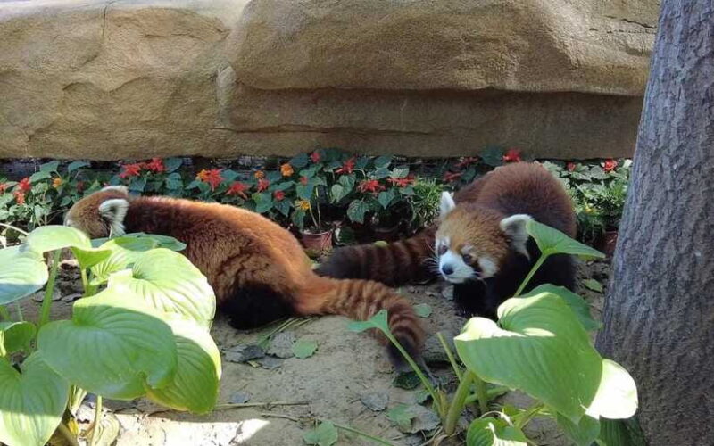 Beijing: Panda House Entry Ticket (Zoo) - Who Should Consider This Experience?