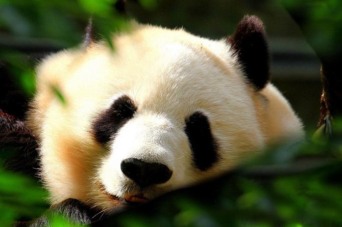 Beijing Private Tour to Beijing Panda House and Mutianyu Great Wall - Final Thoughts