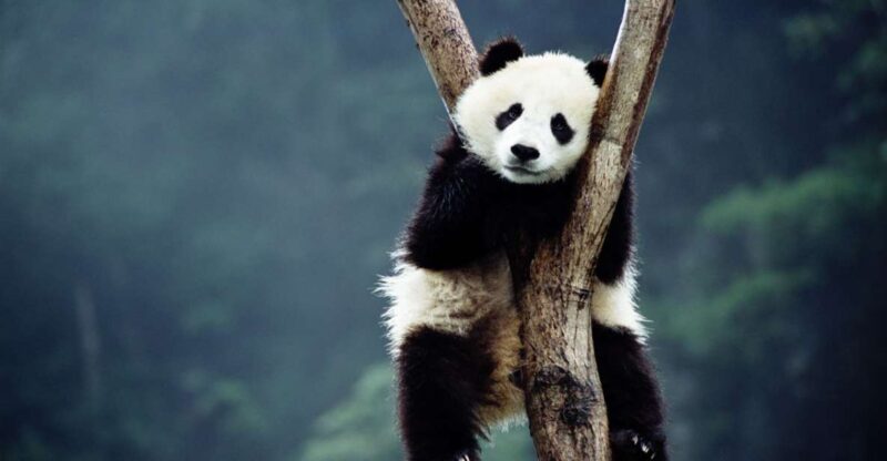 Beijing: Temple of Heaven, Panda House & Summer Palace Tour - Exploring Beijing: Temple of Heaven, Panda House & Summer Palace Tour Review