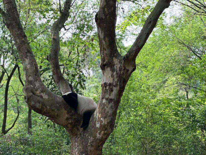 Beijing: The Beijing Zoo Entry Ticket with Pandas - Final Thoughts: Is Beijing Zoo Worth It?