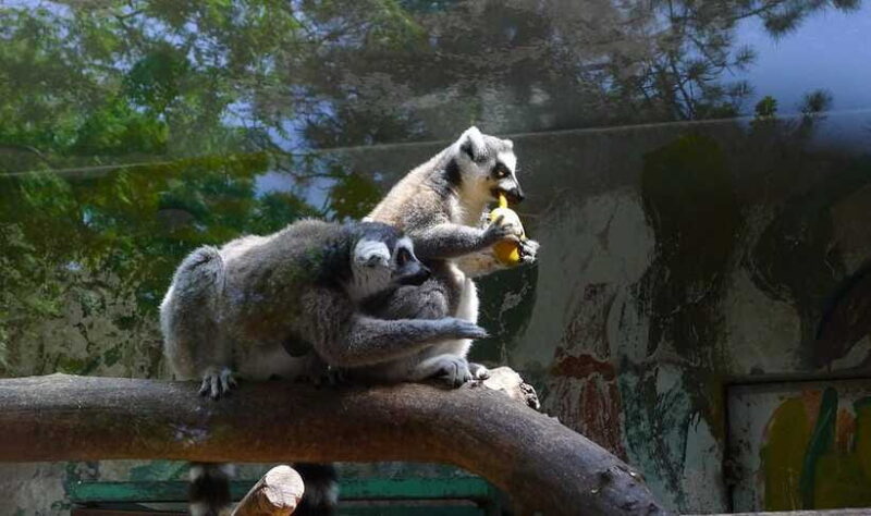 Beijing: The Beijing Zoo Entry Ticket with Pandas - FAQs