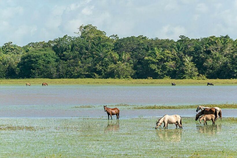 Belém: Marajó Island Day Trip with Buffalo Farm Visit - Who Will Love This Tour?