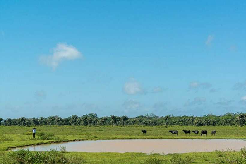 Belém: Marajó Island Day Trip with Buffalo Farm Visit - FAQ