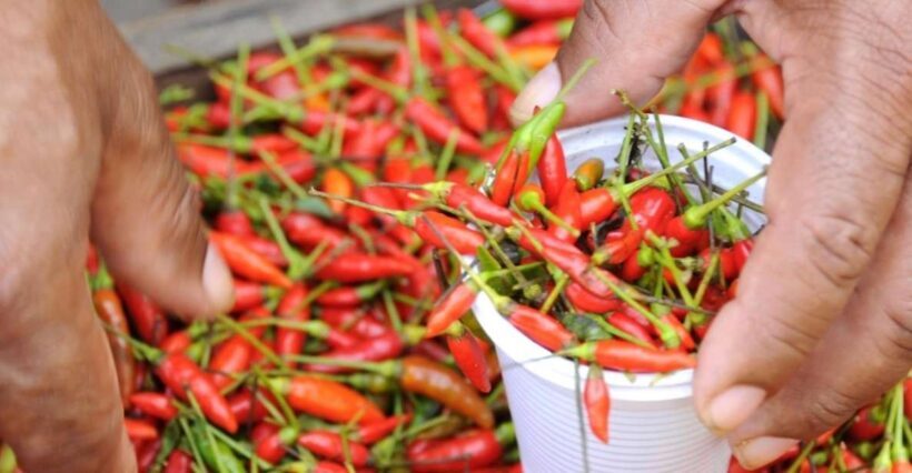 Belém: Ver-o-Peso Market and Full-Day City Tour with Lunch - An Inside Look at Belém’s Highlights