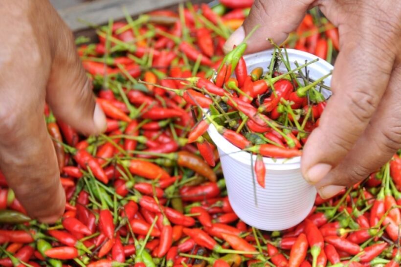 Belém: Ver-o-Peso Market and Full-Day City Tour with Lunch - Who Will Love This Experience?