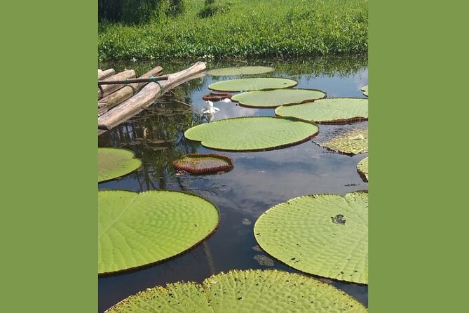 Belen Market and La Venecia Loretana Tour With A Local Guide - Traveler Reviews and Feedback