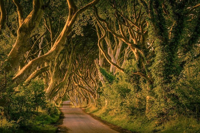 Belfast - Giants Causeway , Dunluce Castle and Dark Hedges - Health and Safety Considerations