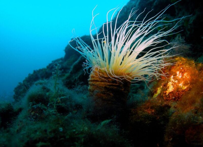 Beli - Discovery dive - Analyzing the Value