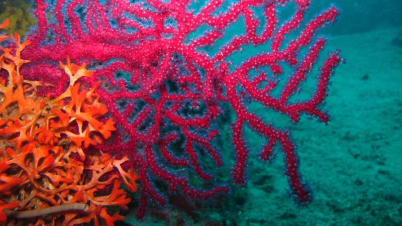 Beli - Discovery dive - Who Should Consider This Tour?