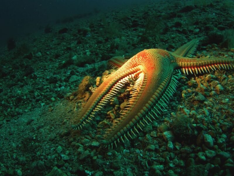 Beli - Discovery dive - The Sum Up: Is the Beli Discovery Dive Worth It?