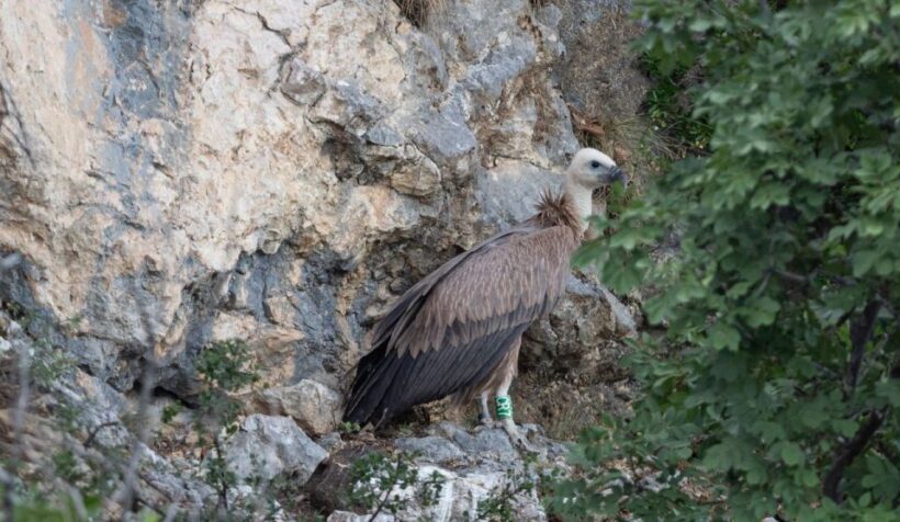 Beli - Griffon Vultures Bird Watching Boat Trip - Final Thoughts: The Value of This Experience