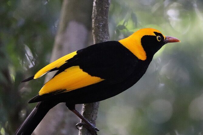 Bellthorpe Rainforest Private Tour - Introduction