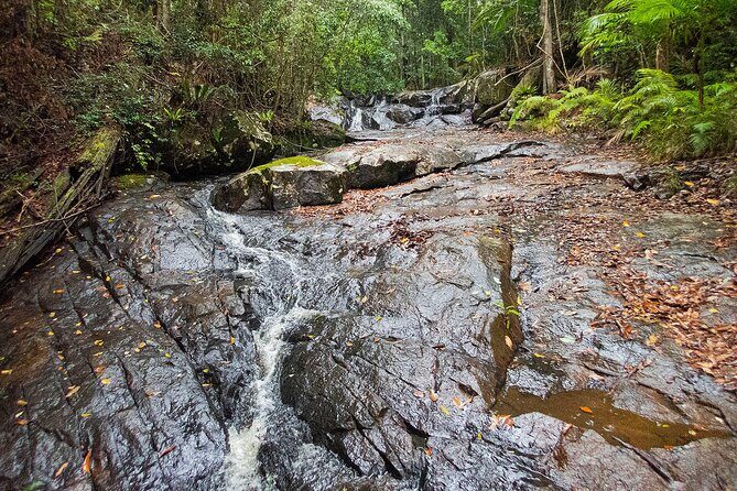 Bellthorpe Rainforest Private Tour - Key Points