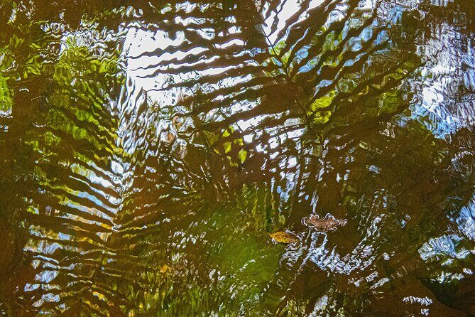 Bellthorpe Rainforest Private Tour - Analyzing the Value
