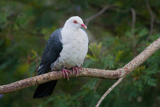 Bellthorpe Rainforest Private Tour - Who Would Love This Tour?
