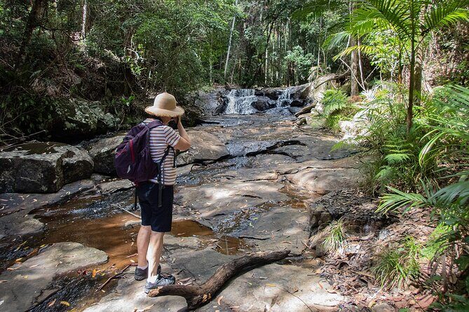 Bellthorpe Rainforest Private Tour - The Sum Up
