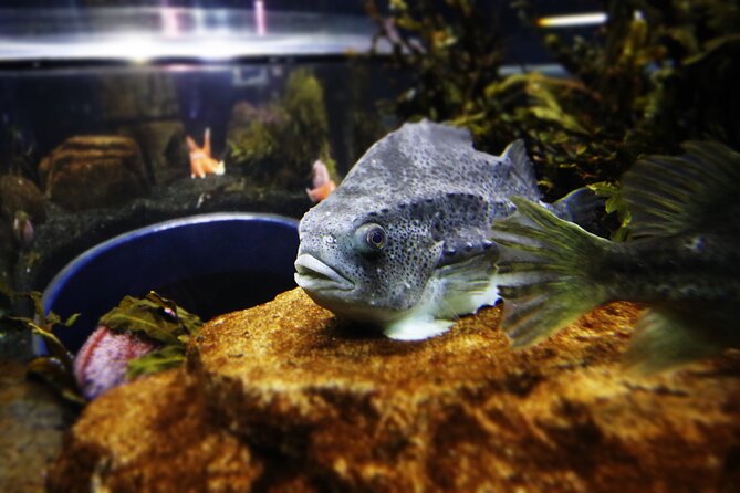 Beluga and Puffin Sanctuary Visitor Centre with Aquarium - Exploring the Beluga and Puffin Sanctuary Visitor Centre with Aquarium