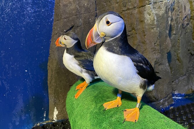 Beluga and Puffin Sanctuary Visitor Centre with Aquarium - Practical Tips and Considerations