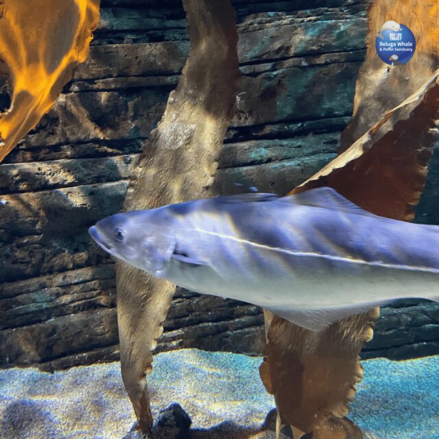 Beluga Whale Sanctuary - Admissions - Key Points