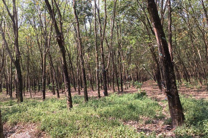 Ben Duoc - Authentic Cu Chi Tunnels Private Tour - Who Should Book This Tour?