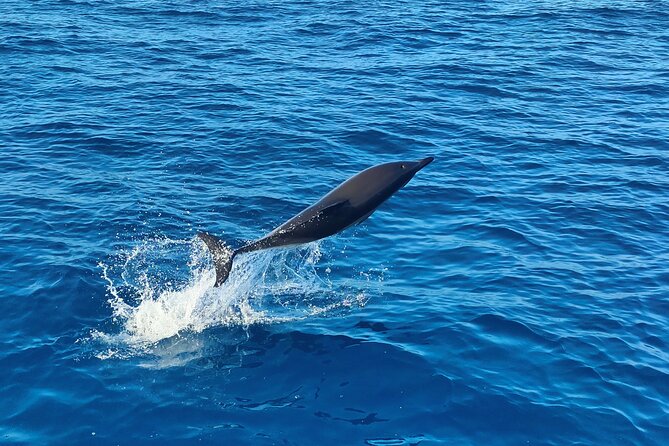 Benagil Caves and Dolphin Watching - 2.5h - Who Is This Tour Best For?