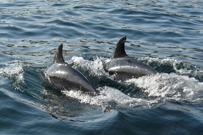Benagil Caves and Dolphin Watching - 2.5h - Final Thoughts: Is It Worth It?