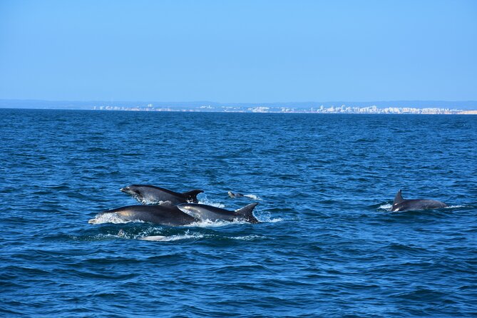 Benagil Caves Visit with Dolphins Watching from Albufeira - Who Should Book This Tour?