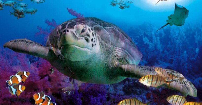 Benalmadena Aquarium Visit - An In-Depth Look at Benalmádena Aquarium