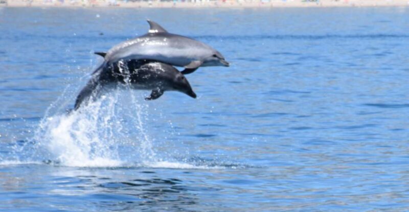 Benalmadena: Dolphin Watching Boat Tour - Real Traveler Insights from Reviews
