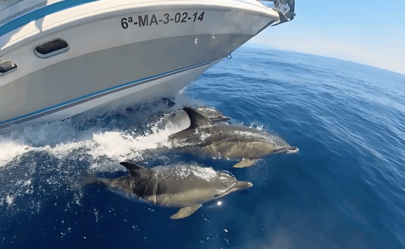 Benalmadena: Private Boat Trips - Practical Details