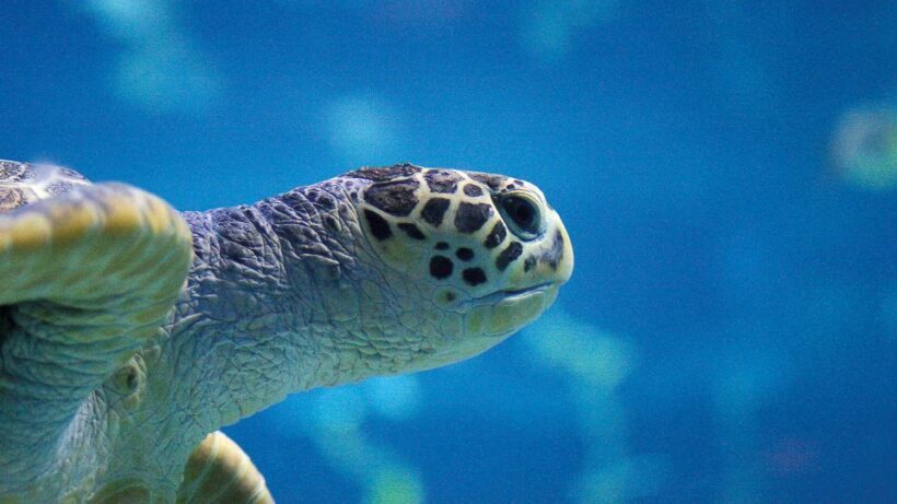 Benalmádena: Sea Life Benalmádena Premium Entry Ticket - Who Should Consider This Tour?
