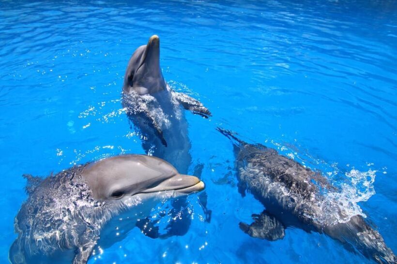 Benalmadena: Selwo Marina Admission Ticket - The Sum Up: Is Selwo Marina Worth Your Time?