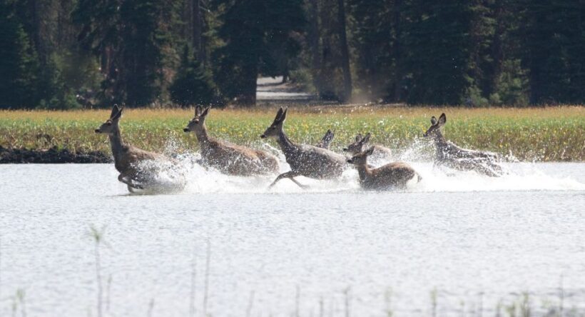 Bend: Deschutes River Guided Flatwater Kayaking Tour - Authentic Traveler Perspectives