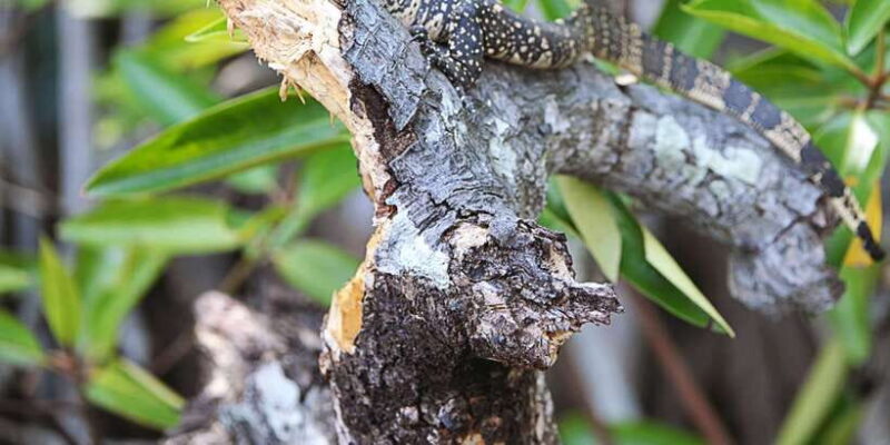 Bentota beach, River Mangroves lagoon, Wildlife Tour - Exploring Bentotas Wildlife and Beaches: A Practical Review of the River Mangroves Lagoon Tour