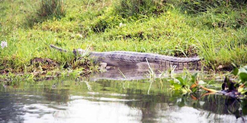 Bentota beach, River Mangroves lagoon, Wildlife Tour - Detailed Itinerary Breakdown
