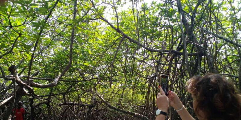 Bentota beach, River Mangroves lagoon, Wildlife Tour - The Real Value of the Tour