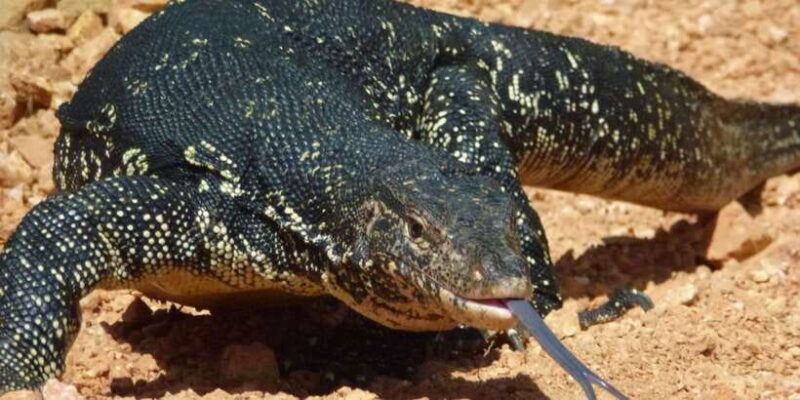 Bentota beach, River Mangroves lagoon, Wildlife Tour - Final Thoughts