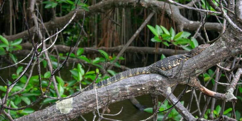 Bentota beach, River Mangroves lagoon, Wildlife Tour - FAQs
