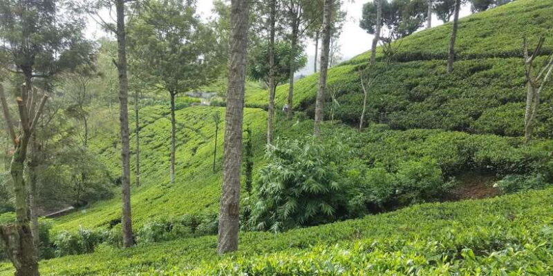 Bentota/Kalutara/Hikkaduwa: Day Trip to Ella Highlands - The Itinerary in Detail