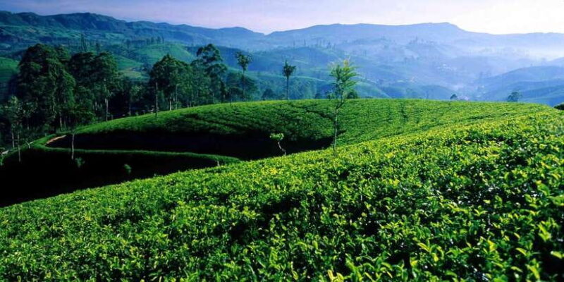 Bentota/Kalutara/Hikkaduwa: Day Trip to Ella Highlands - Value and Practicalities