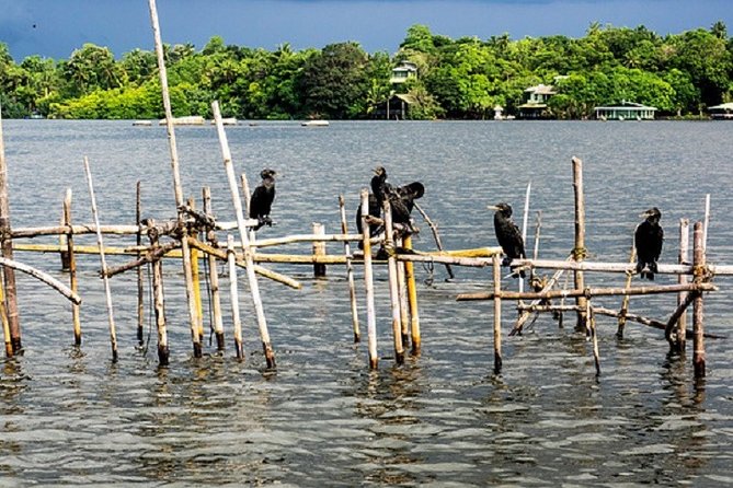 Bentota River Boat Safari with Private Boat Beruwala/Bentota/Kosgoda/Ahungalla - Why Choose This Tour?